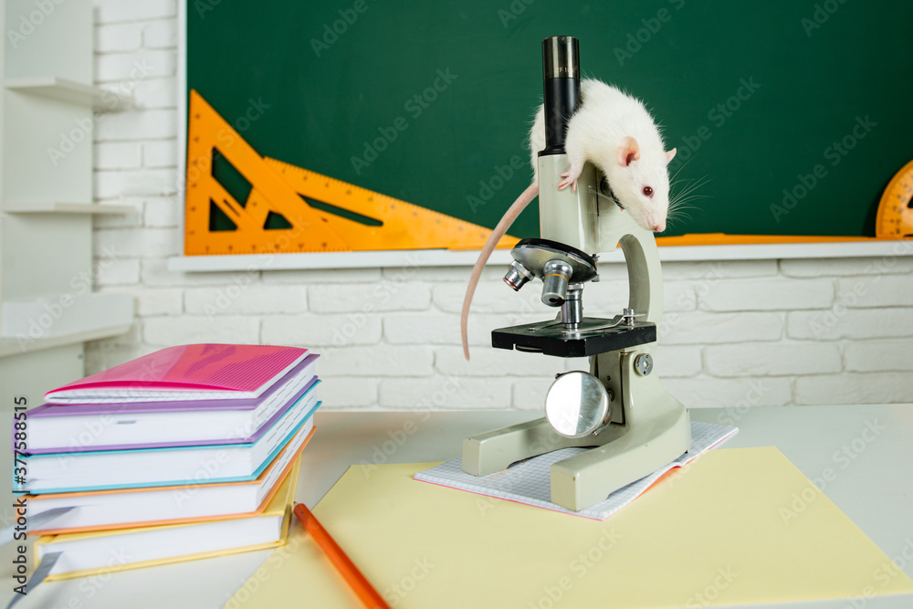 Funny rat sit on microscope. Banner for university college or school ...