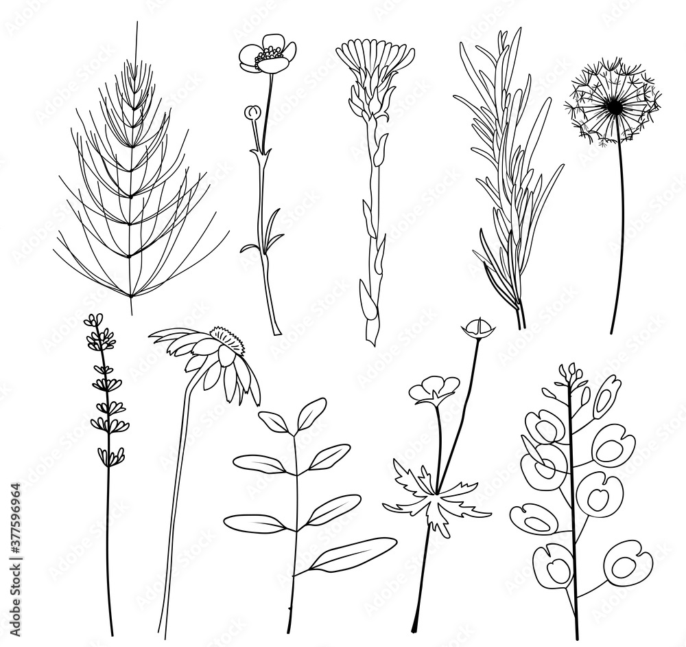 Field herbs dandelion, chamomile, equisetum, ranunculus, paigle ...