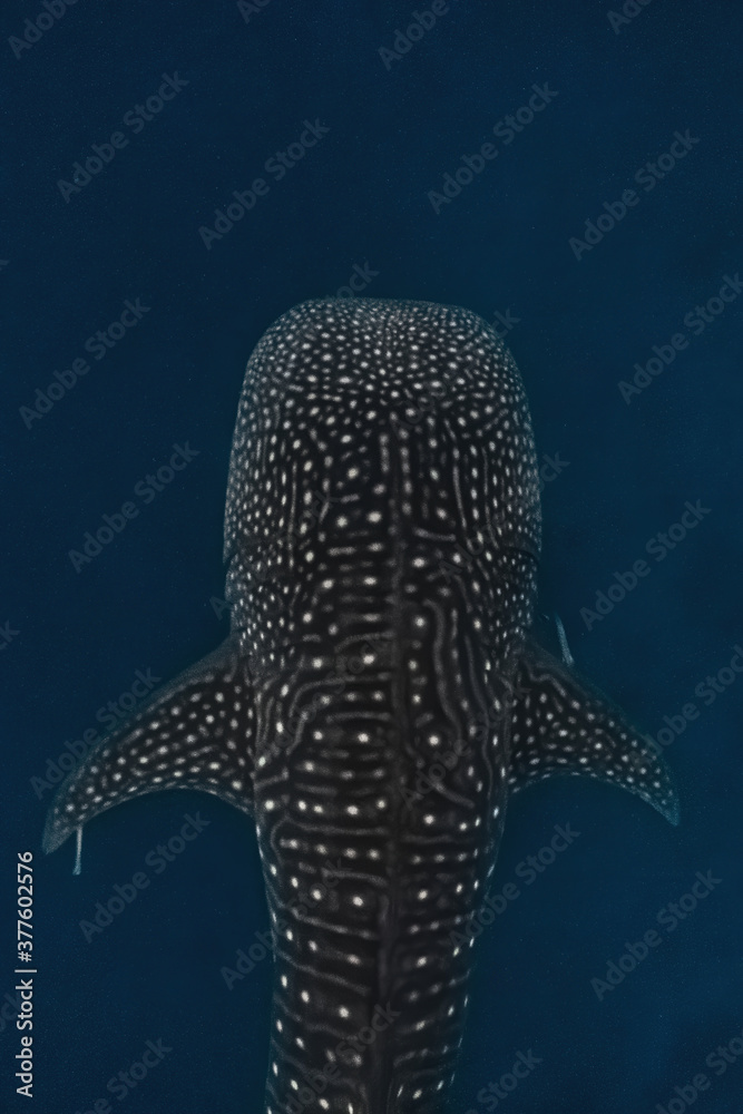 Overhead shot of a whaleshark's massive body while swimming gracefully ...