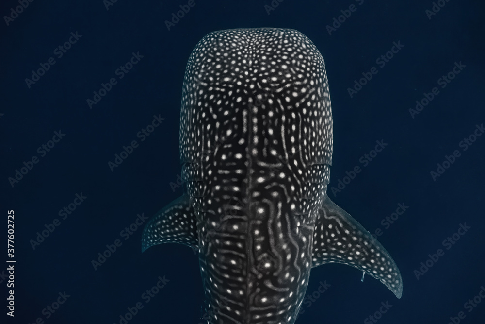 Overhead shot of a whaleshark's massive body while swimming gracefully ...