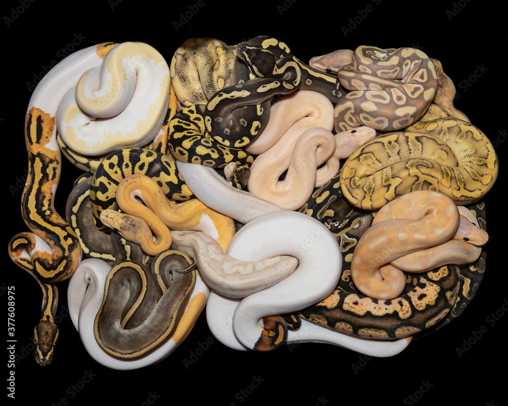 Baby Burmese Python Morphs