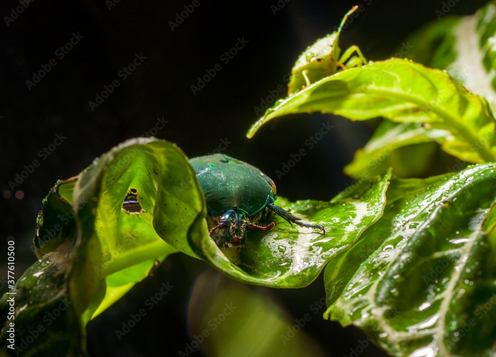 Foto de This macro nature image shows a shield bug (Pentatomoidea) and ...