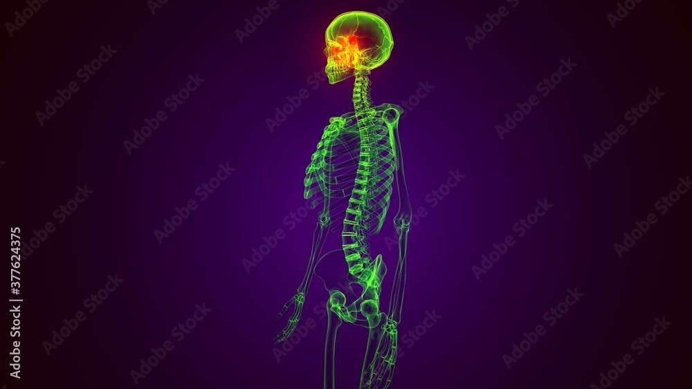 3d render of human skeleton temporal bone anatomy Stock Illustration ...