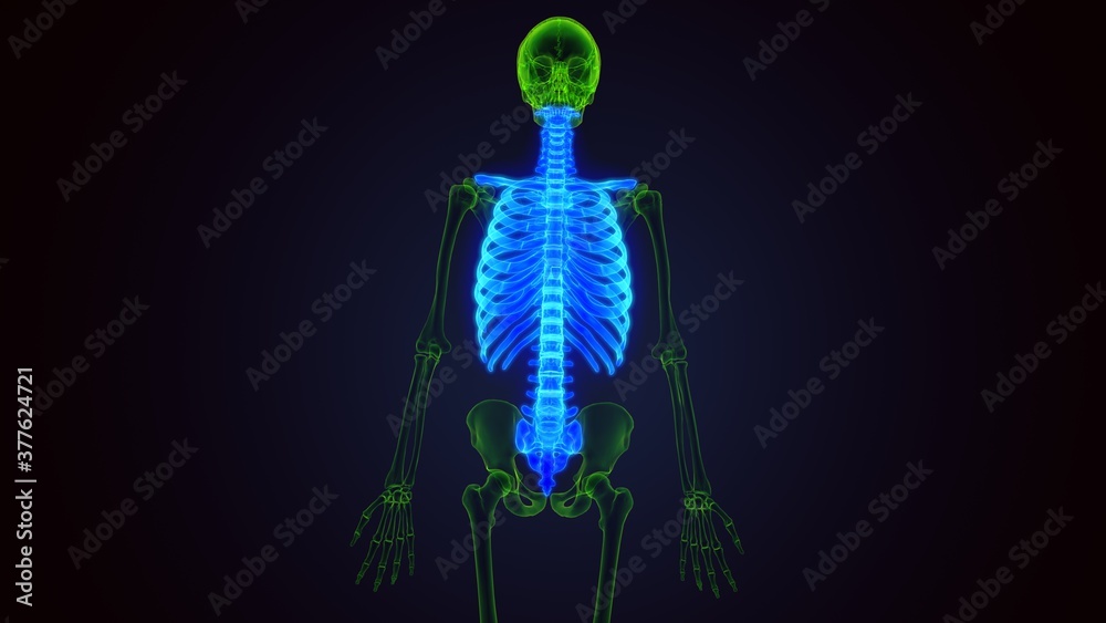 human skeleton axial Skeletal anatomy 3D Illustration Stock ...