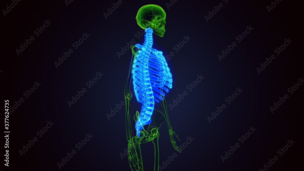 human skeleton axial Skeletal anatomy 3D Illustration Stock ...