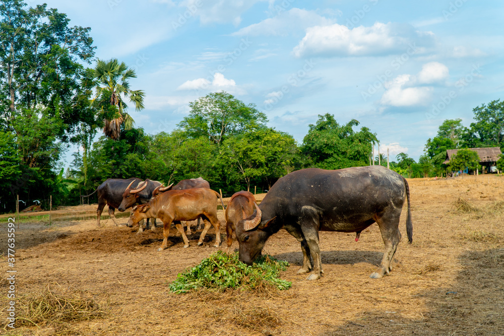 A group of buffalo and crow that are eating grasses in the green farm ...