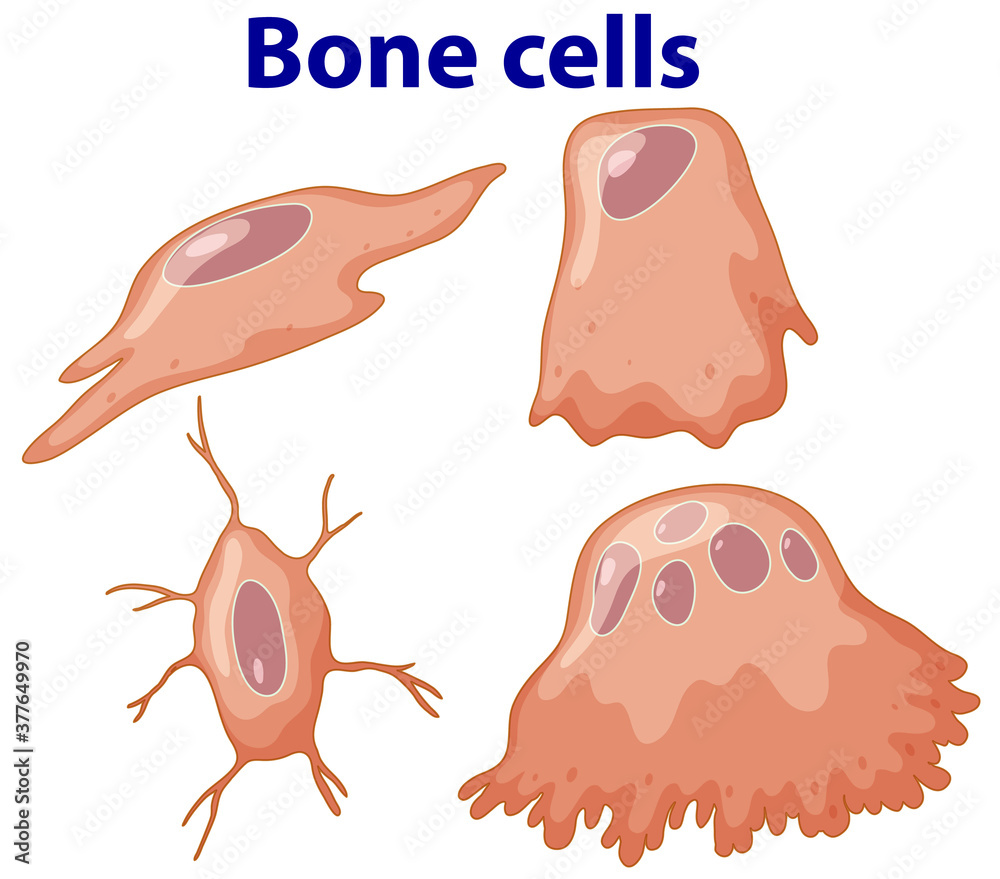 Human bone cells anatomy Stock Vector | Adobe Stock