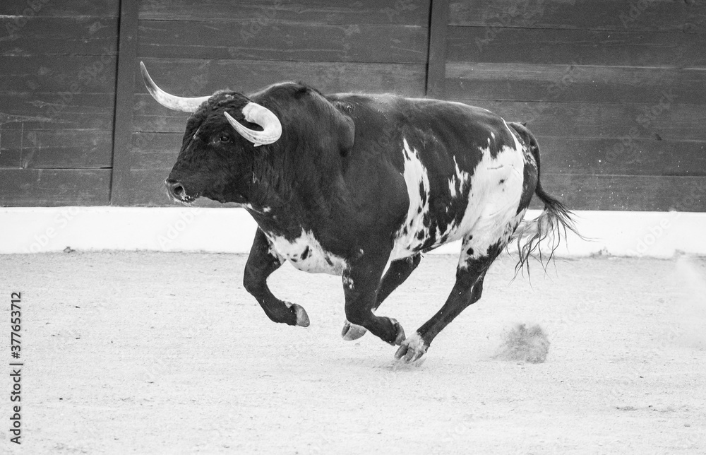 Toro con manchas blancas en el pelaje Stock Photo | Adobe Stock