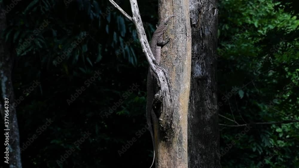The Clouded Monitor Lizard is found in Thailand and other countries in ...