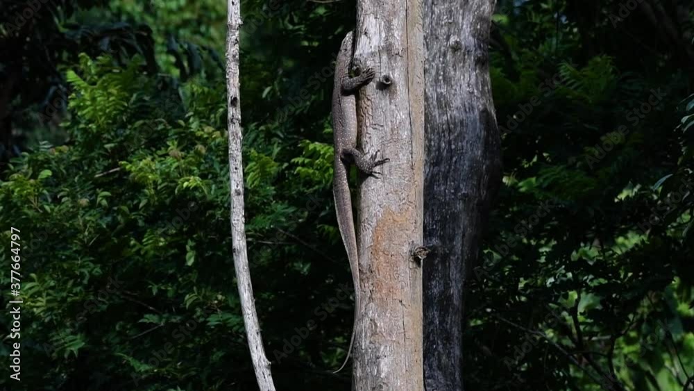 The Clouded Monitor Lizard is found in Thailand and other countries in ...