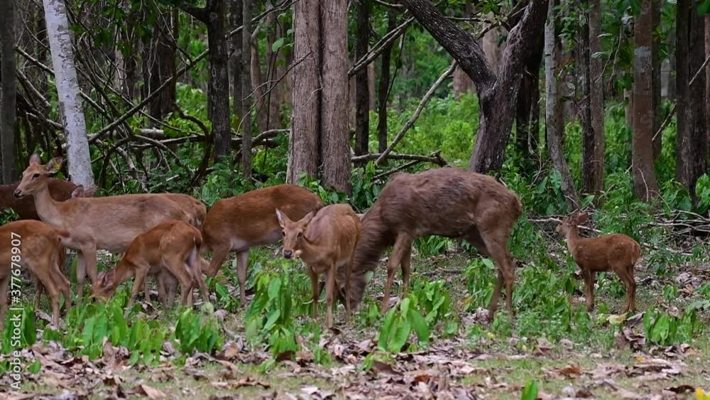 The Eld's Deer is an Endangered species due to habitat loss and hunting ...