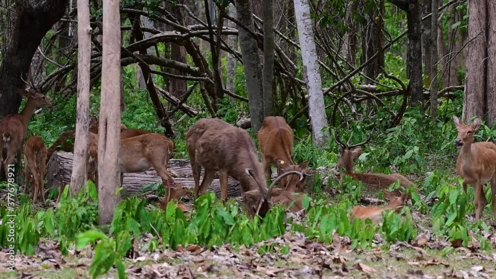 Video Stock The Eld's Deer is an Endangered species due to habitat loss ...