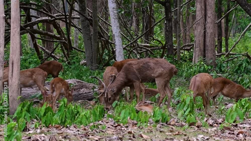 The Eld's Deer is an Endangered species due to habitat loss and hunting ...