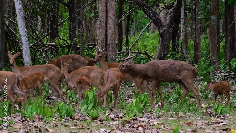 The Eld's Deer is an Endangered species due to habitat loss and hunting ...