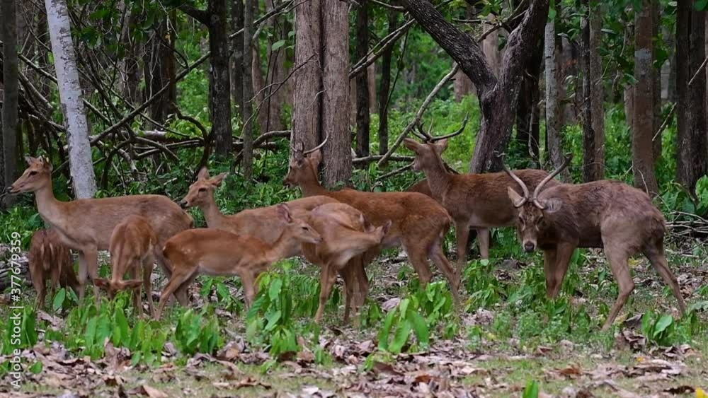 The Eld's Deer is an Endangered species due to habitat loss and hunting ...