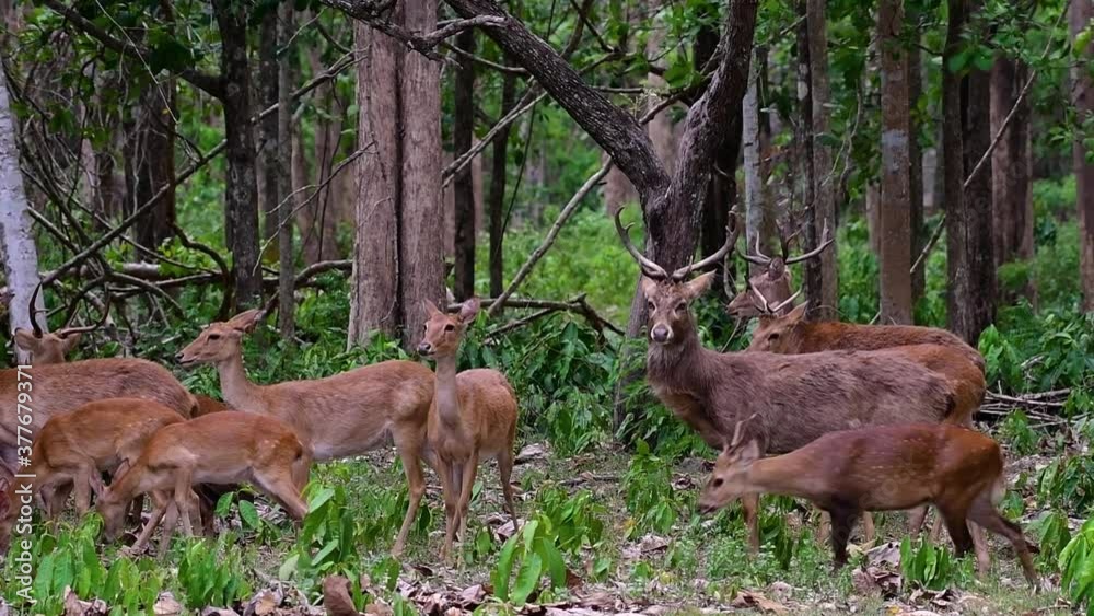 The Eld's Deer is an Endangered species due to habitat loss and hunting ...