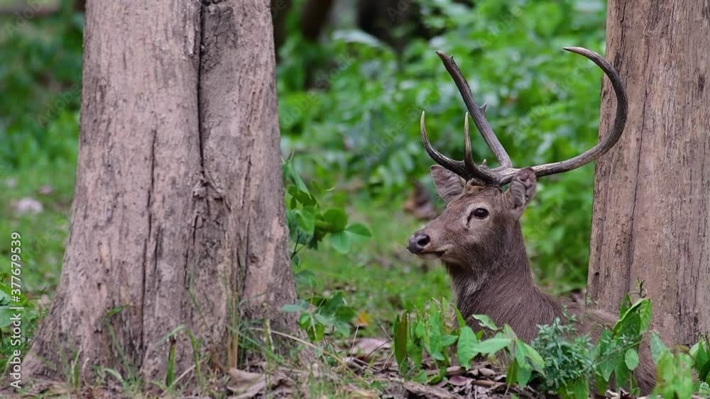 The Eld's Deer is an Endangered species due to habitat loss and hunting ...
