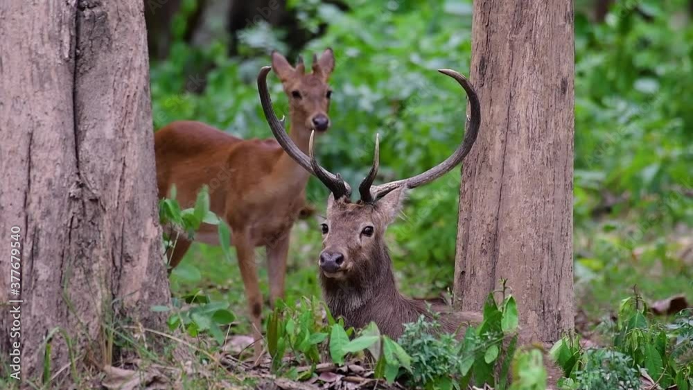 Video „The Eld's Deer is an Endangered species due to habitat loss and ...