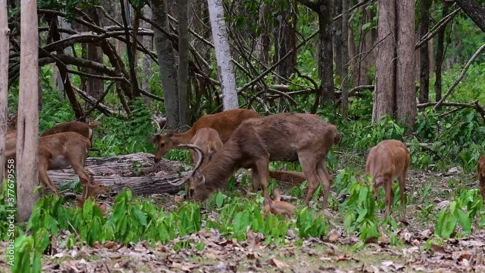 Stockvideo The Eld's Deer is an Endangered species due to habitat loss ...