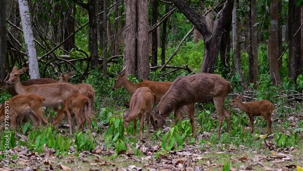 Vidéo Stock The Eld's Deer is an Endangered species due to habitat loss ...