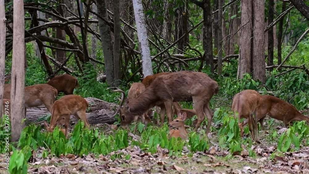 The Eld's Deer is an Endangered species due to habitat loss and hunting ...