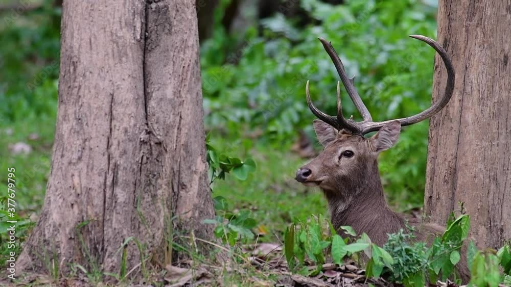 The Eld's Deer is an Endangered species due to habitat loss and hunting ...