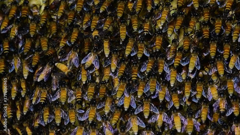 Giant Honey Bees are known to build large colonies of nest with ...