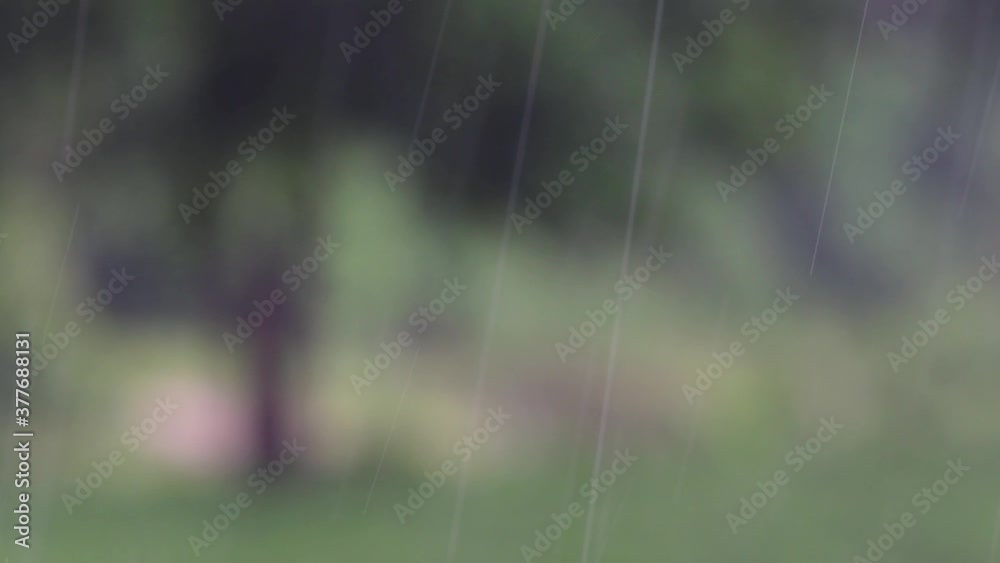 Vidéo Stock Rain comes in the jungle anytime and one must enjoy the ...
