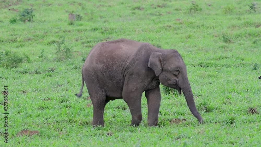 The Asiatic Elephants are endangered species and they are also ...