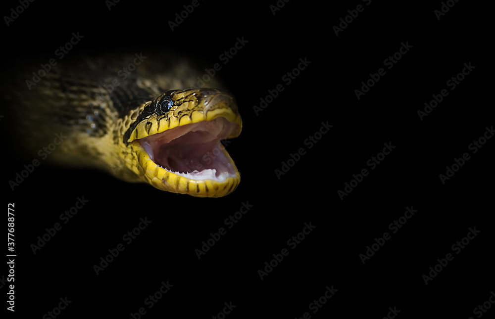 Angry aggressive snake head closeup on black background. Snake with ...