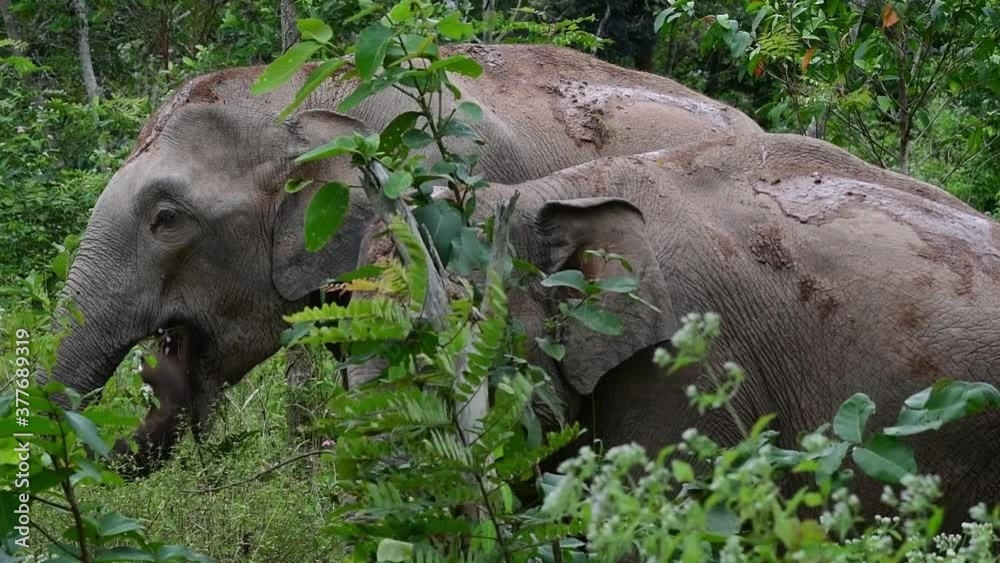 The Asiatic Elephants are endangered species and they are also ...