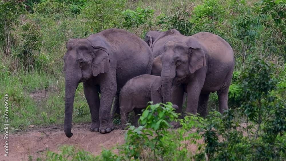 The Asiatic Elephants are endangered species and they are also ...