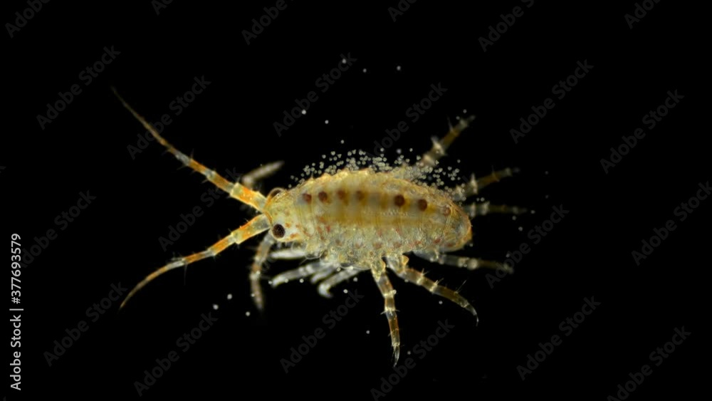 Amphipoda Brandtia (Spinacanthus) parasitica under a microscope. Family ...
