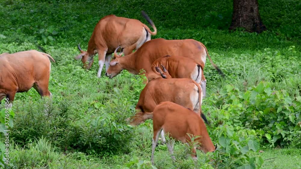 The Banteng or Tembadau, is a wild cattle found in the Southeast Asia ...