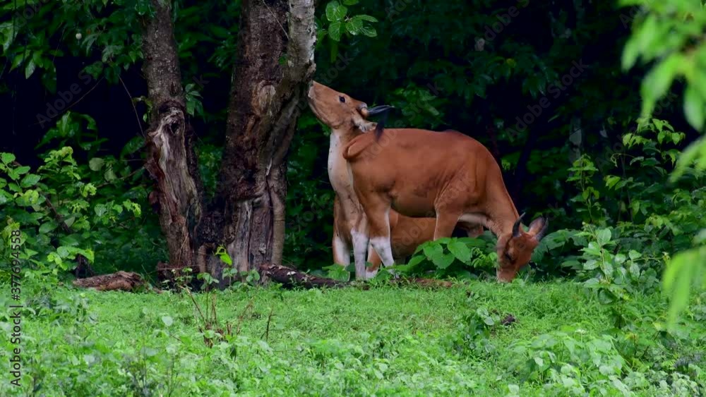 The Banteng or Tembadau, is a wild cattle found in the Southeast Asia ...