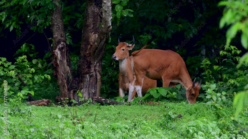 The Banteng or Tembadau, is a wild cattle found in the Southeast Asia ...