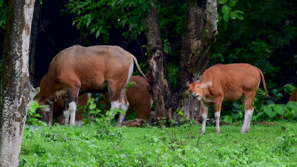 The Banteng or Tembadau, is a wild cattle found in the Southeast Asia ...