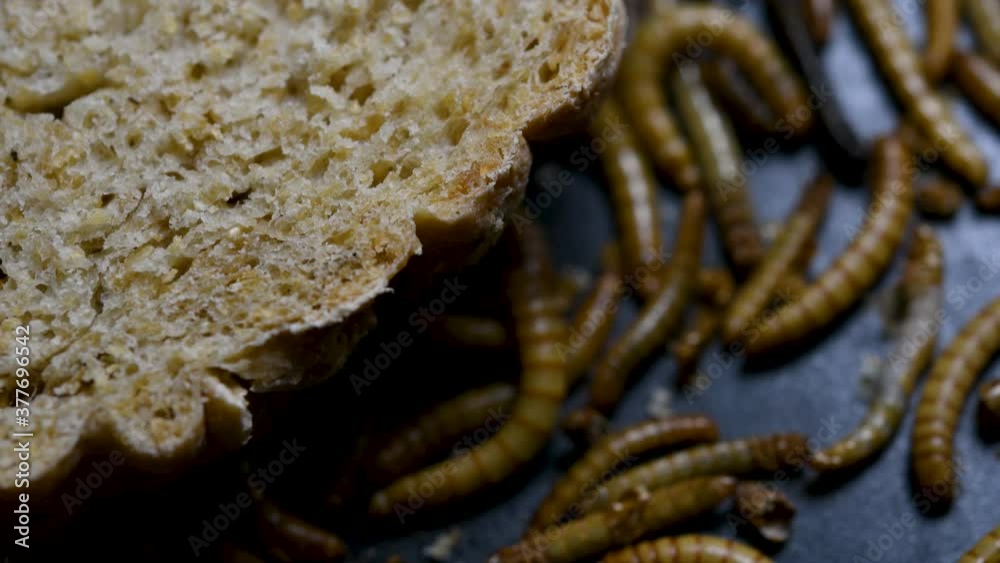 The Mealworm is a species of Darkling Beetle used to feed pets like ...