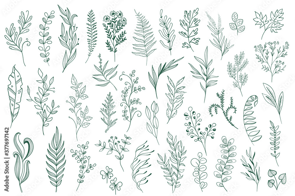 Hand drawn floral decorations. Botanical design pack, plants set ...