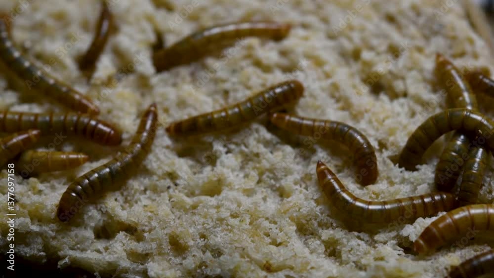 The Mealworm is a species of Darkling Beetle used to feed pets like ...