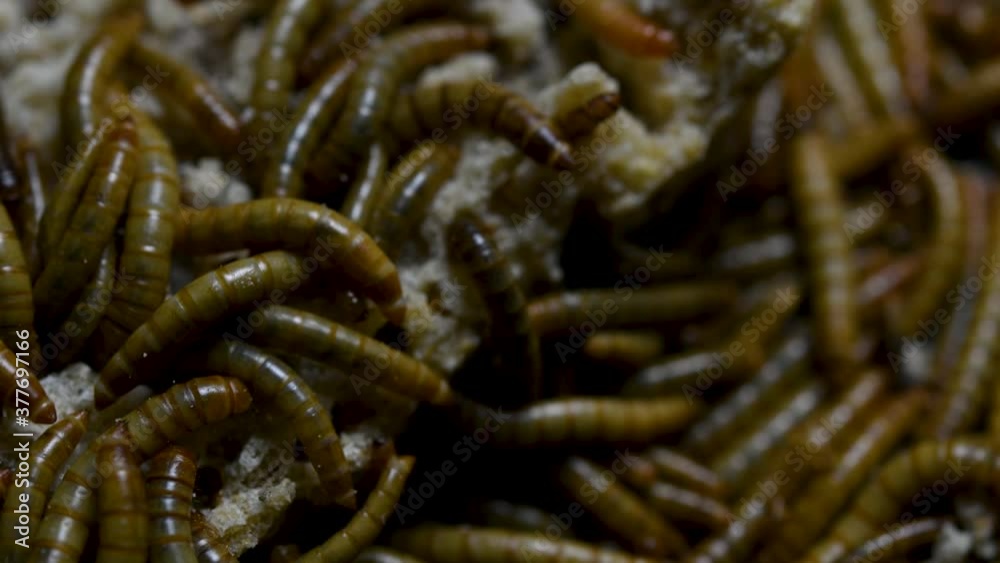 The Mealworm is a species of Darkling Beetle used to feed pets like ...