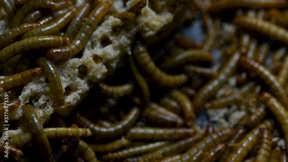 The Mealworm is a species of Darkling Beetle used to feed pets like ...