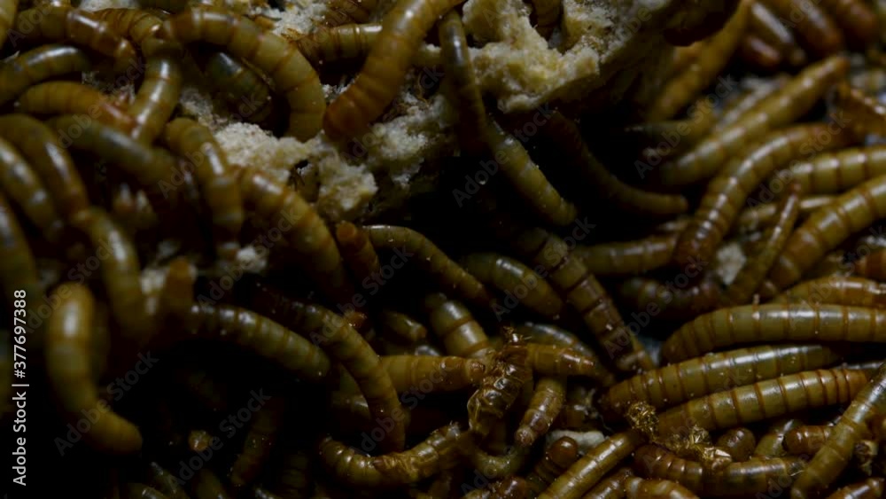 The Mealworm is a species of Darkling Beetle used to feed pets like ...