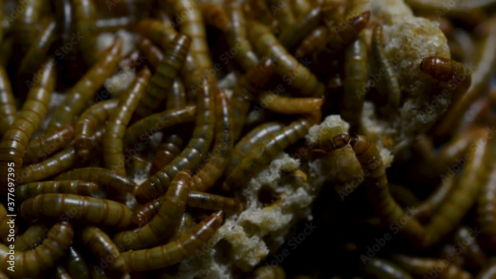The Mealworm is a species of Darkling Beetle used to feed pets like ...