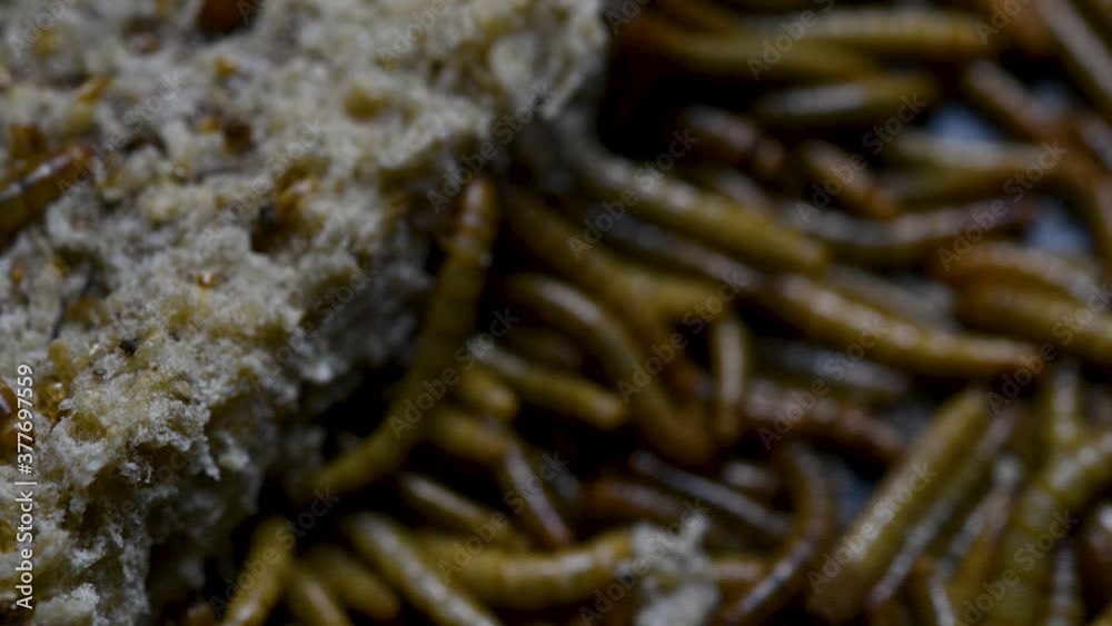 The Mealworm is a species of Darkling Beetle used to feed pets like ...