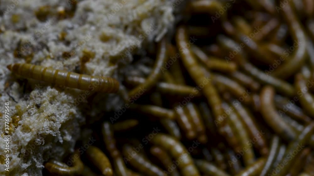 The Mealworm is a species of Darkling Beetle used to feed pets like ...