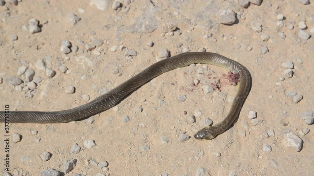 Dead grass snake on the road near the forest. Killed snake, victim of ...