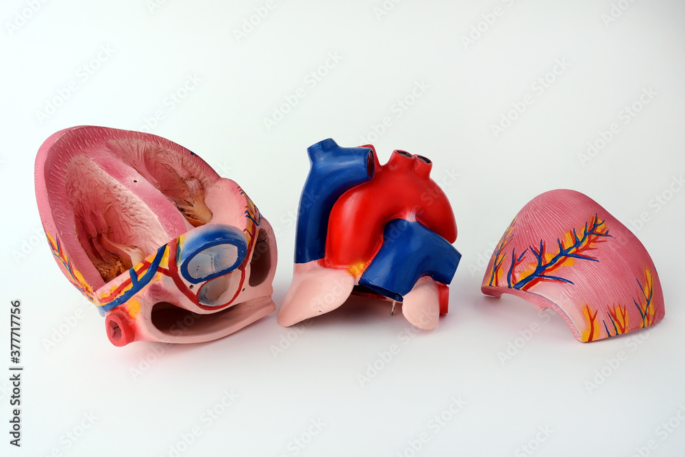 Mock up of a human organ heart isolated on white background. copy space ...