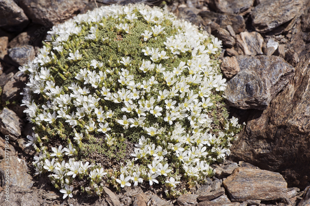 Arenaria tetraquetra Spanish sandwort pad-shaped plant with small ...