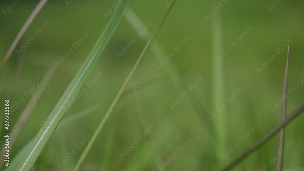 A perennial grass native to tropical and subtropical Asia and also ...